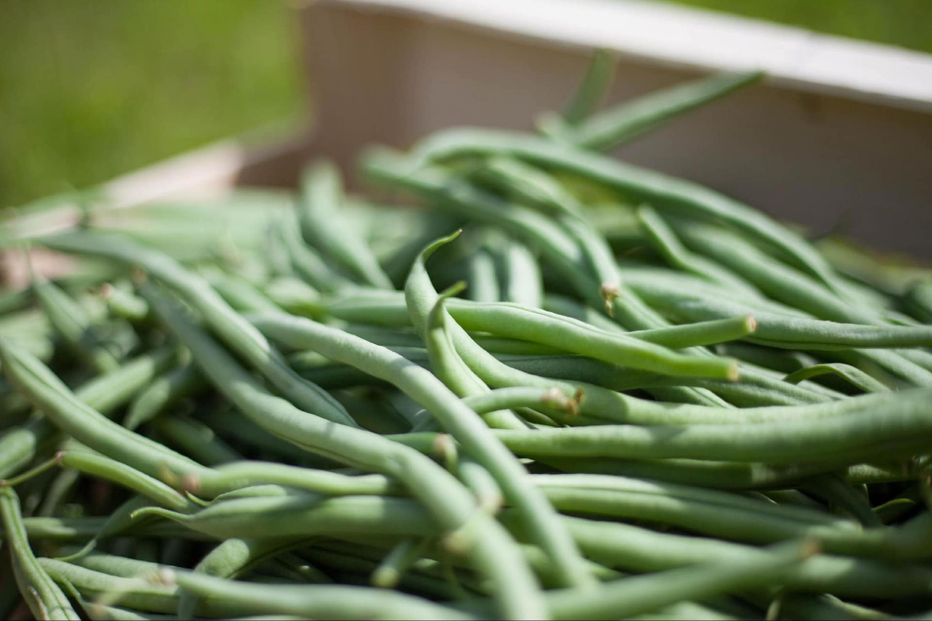 Extra fine beans - Agrosolis